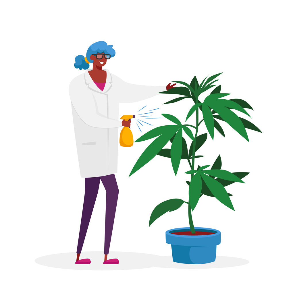 The various components of the hemp plant – CBX medical
